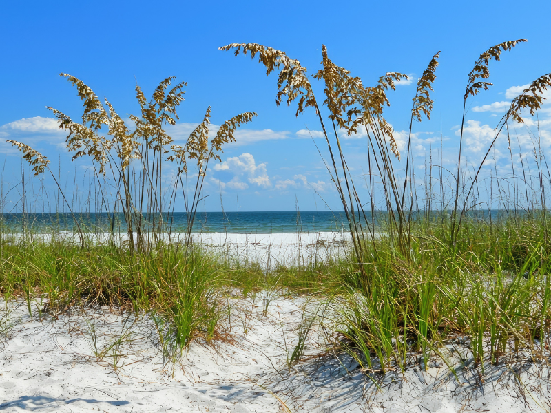 Clean Up Florida Waters: Volunteer at Anna Maria Sea Oat Planting ...